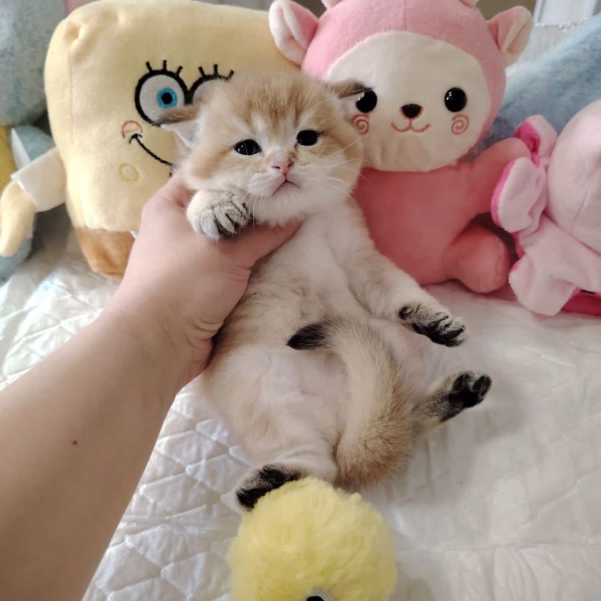 Котята Золотая Шиншилла
