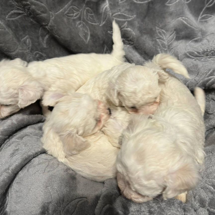 Бишон фризе, щенок