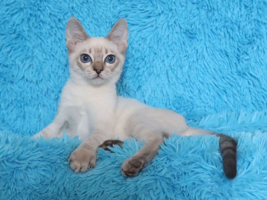 Тайские котята