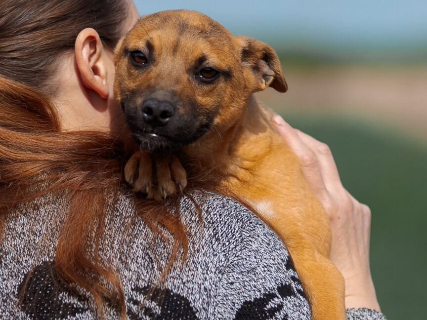 Щенок Фунтик