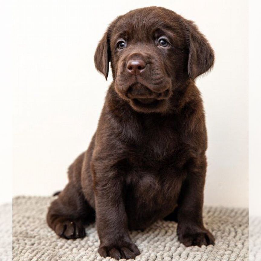 Щенки лабрадора