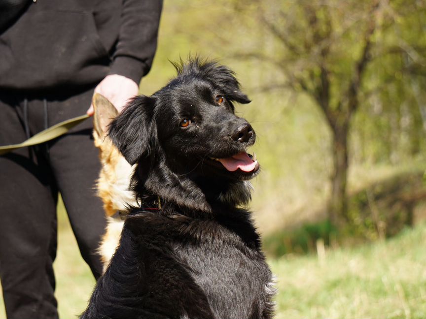 Собака скучает в приюте /в добрые руки /бесплатно
