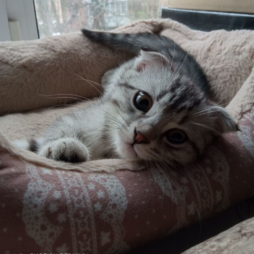 Британский вислоухий кот
