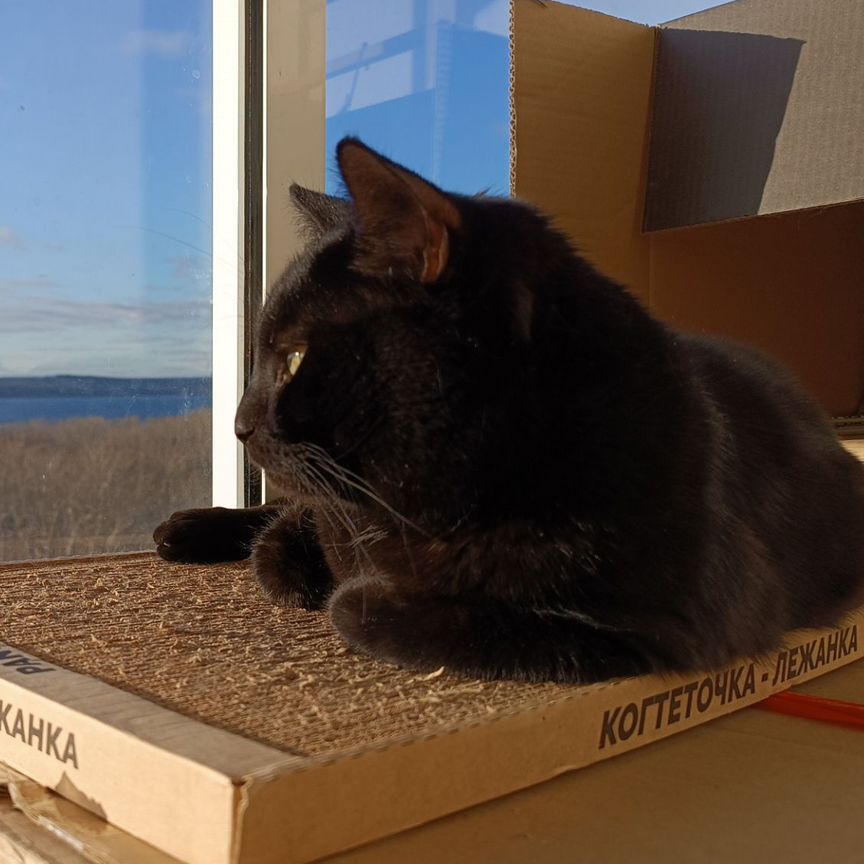 Взрослый кот в добрые руки