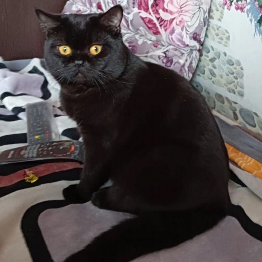 Шотландский кот отдам
