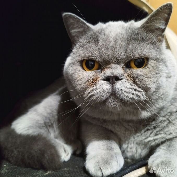 Найдена кошка Британская на Визе