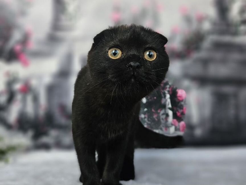 Шотландский килт фолд