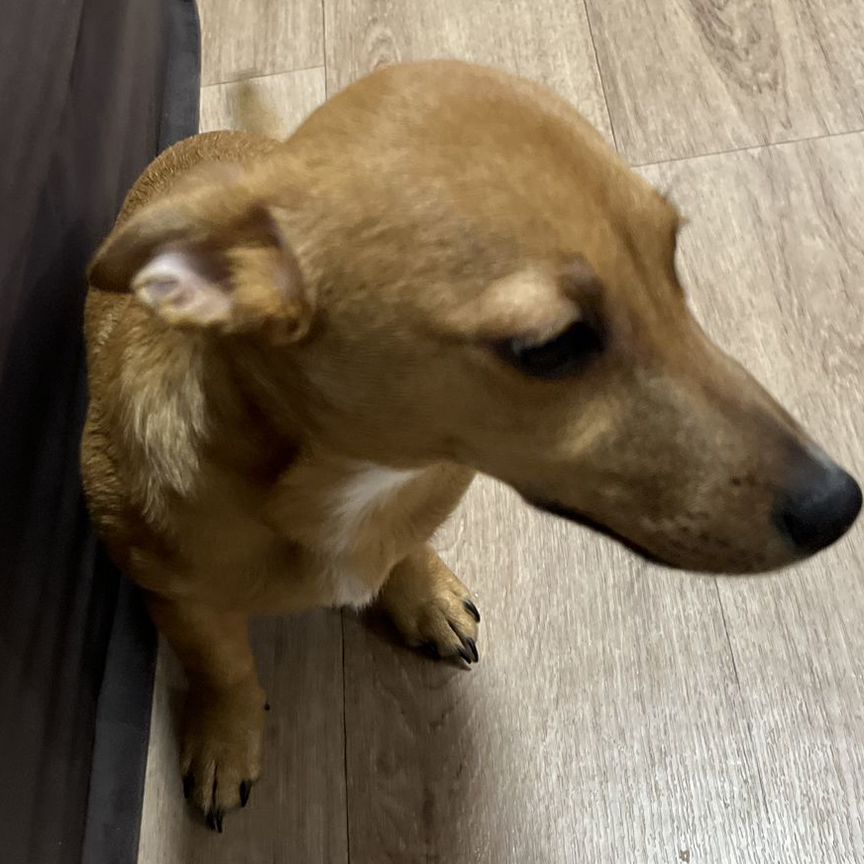 Джек-рассел-терьер, щенок