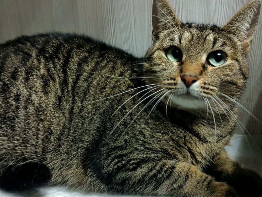 Кошечка в добрые руки