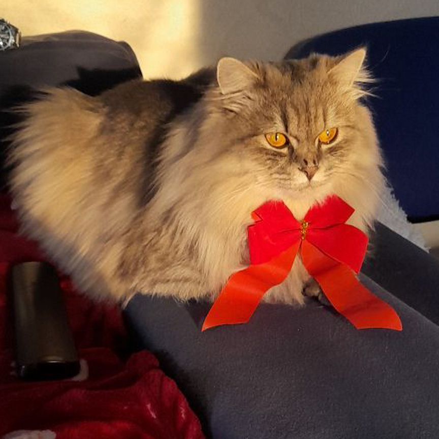 Сибирская кошка, вязка