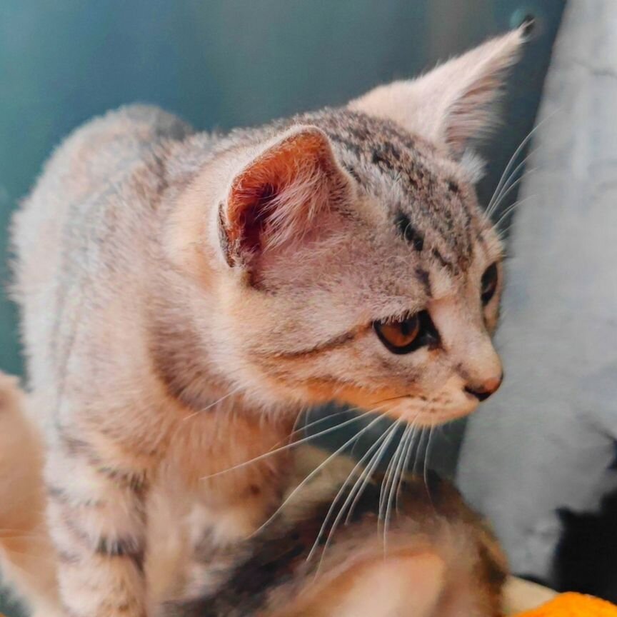 Котейка котёнок