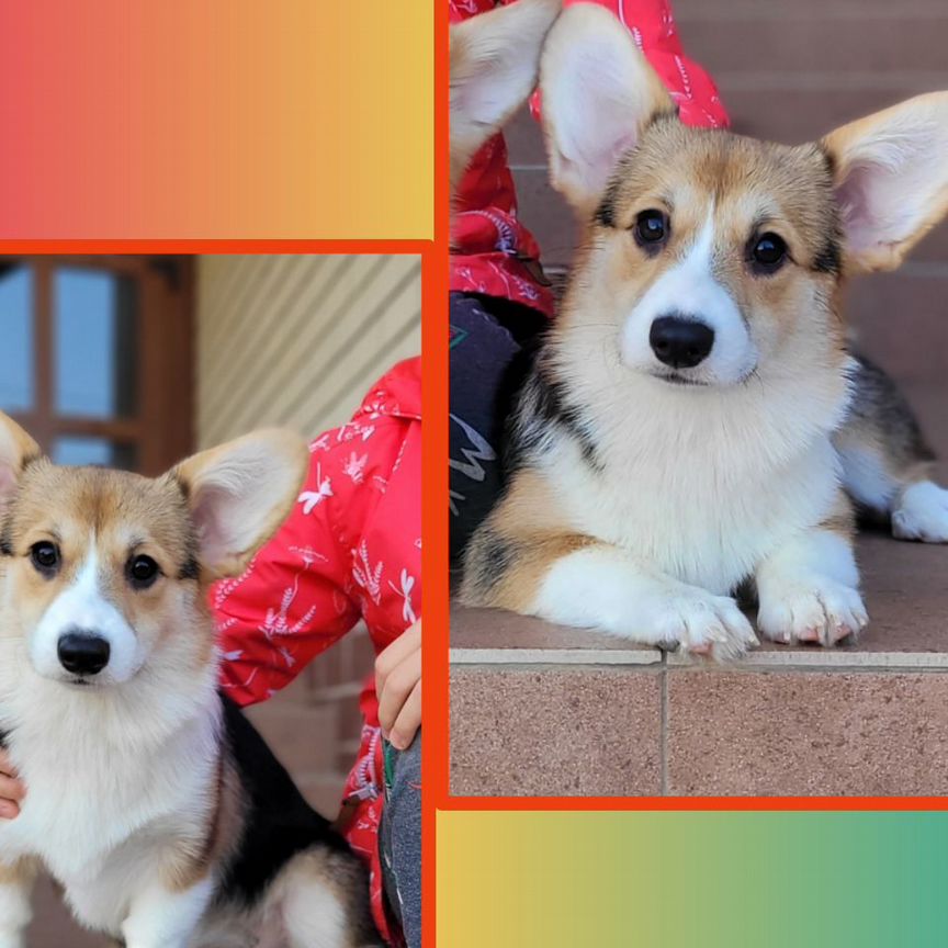 Бельгийская овчарка, щенок