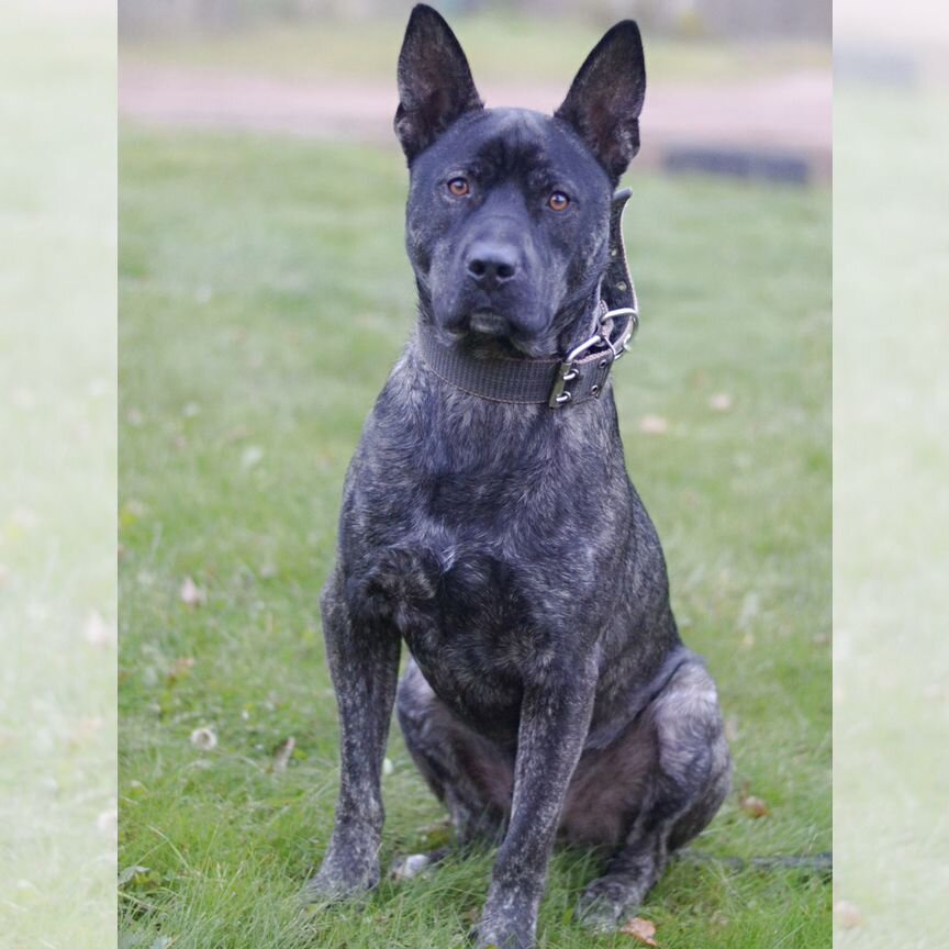 Собака тигрового окраса