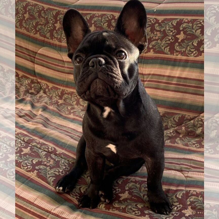 Французский бульдог, щенок