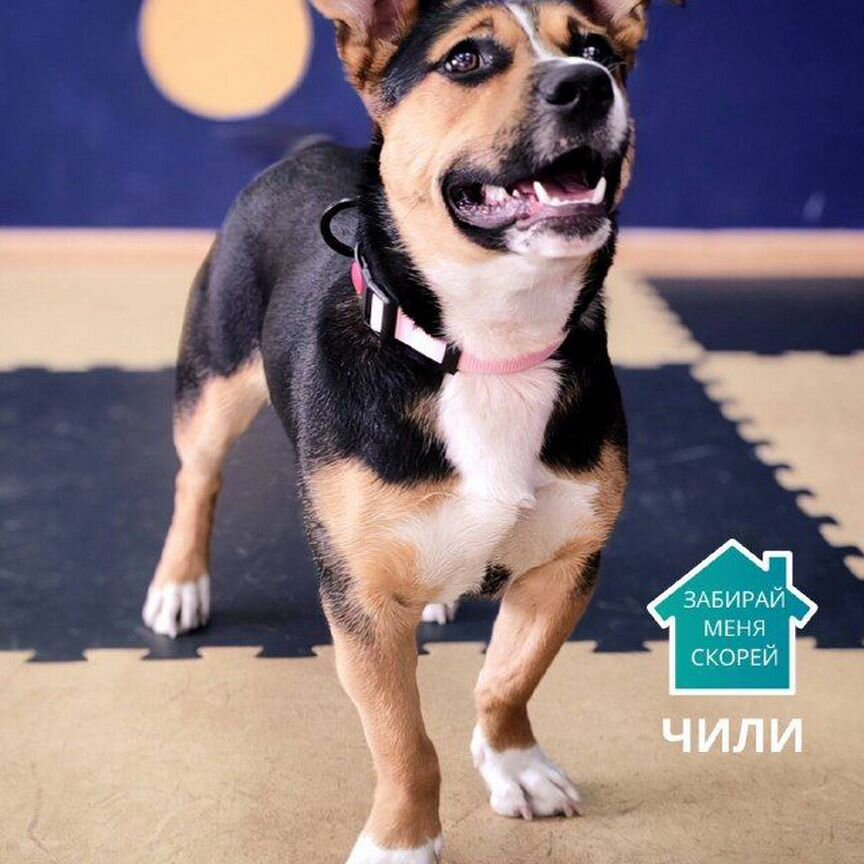 Взрослая собака из приюта