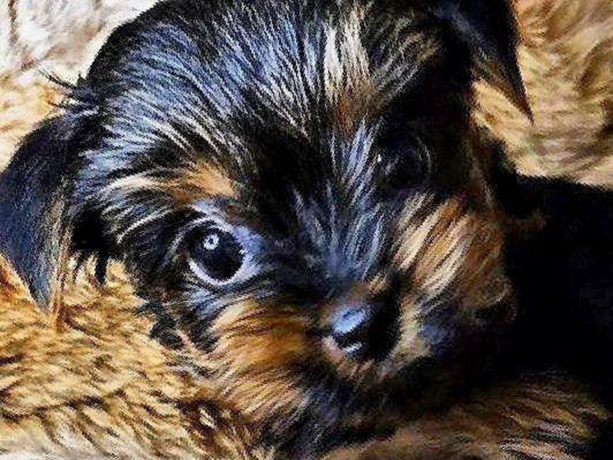 Йоркширский терьер