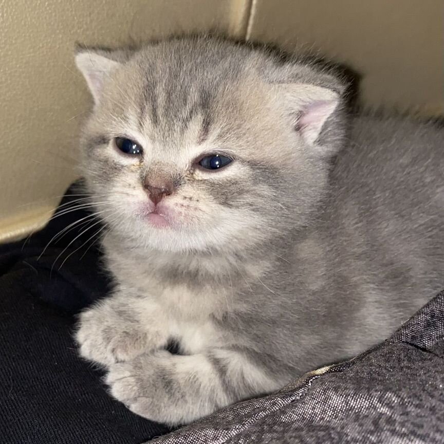 Шотландская вислоухая