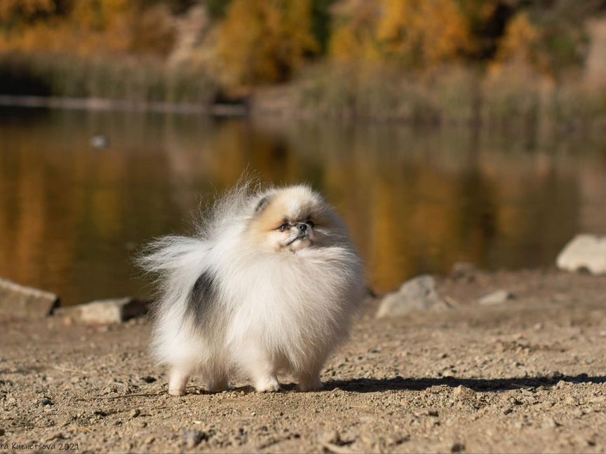 Померанский шпиц вязка