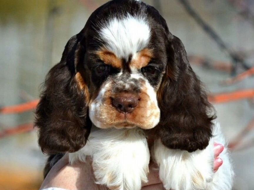 Американский кокер Спаниель девочка