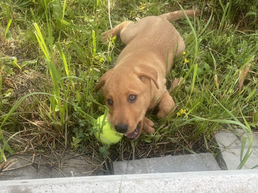 Щенок в добрые руки бесплатно