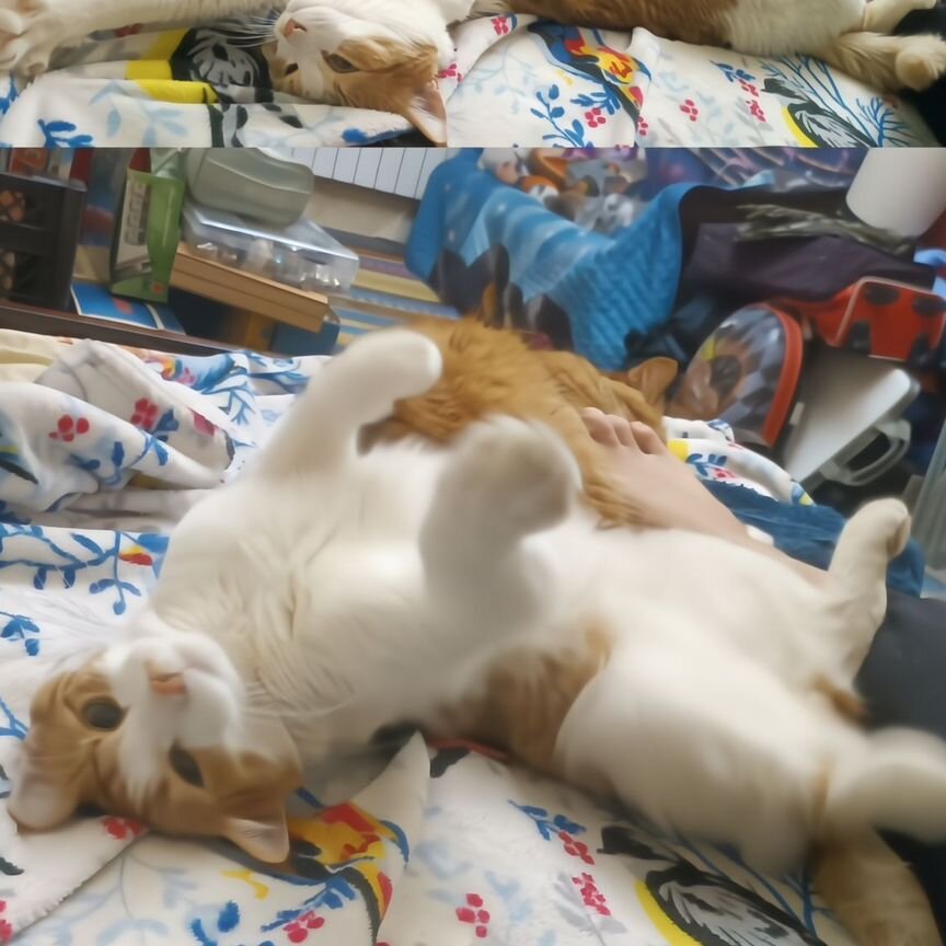 Взрослый кот в добрые руки