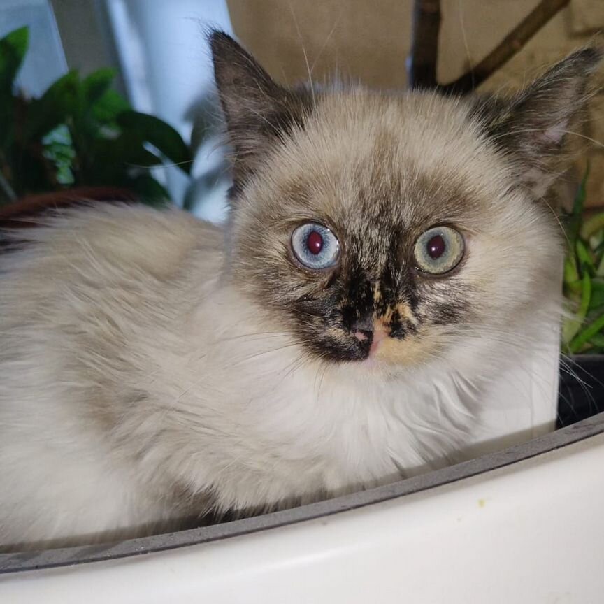 Сиамский котёнок