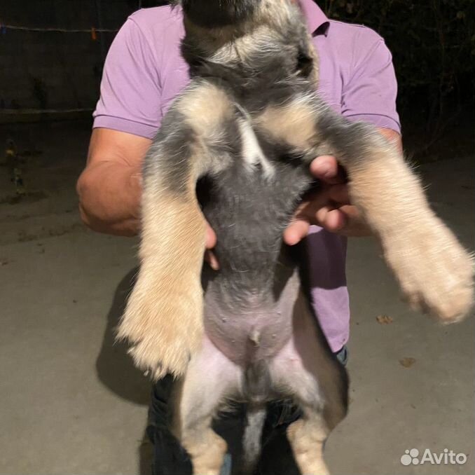 Пастушься собака