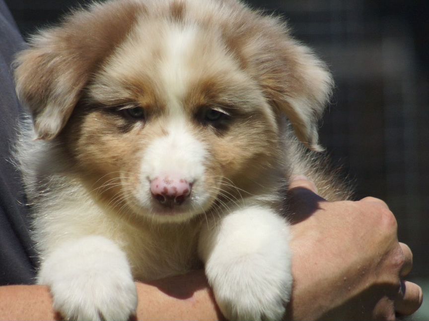 Аусси мраморный мальчик