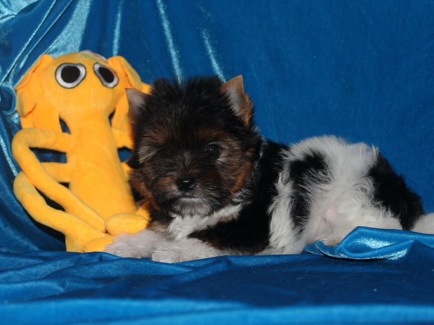 Славный малыш