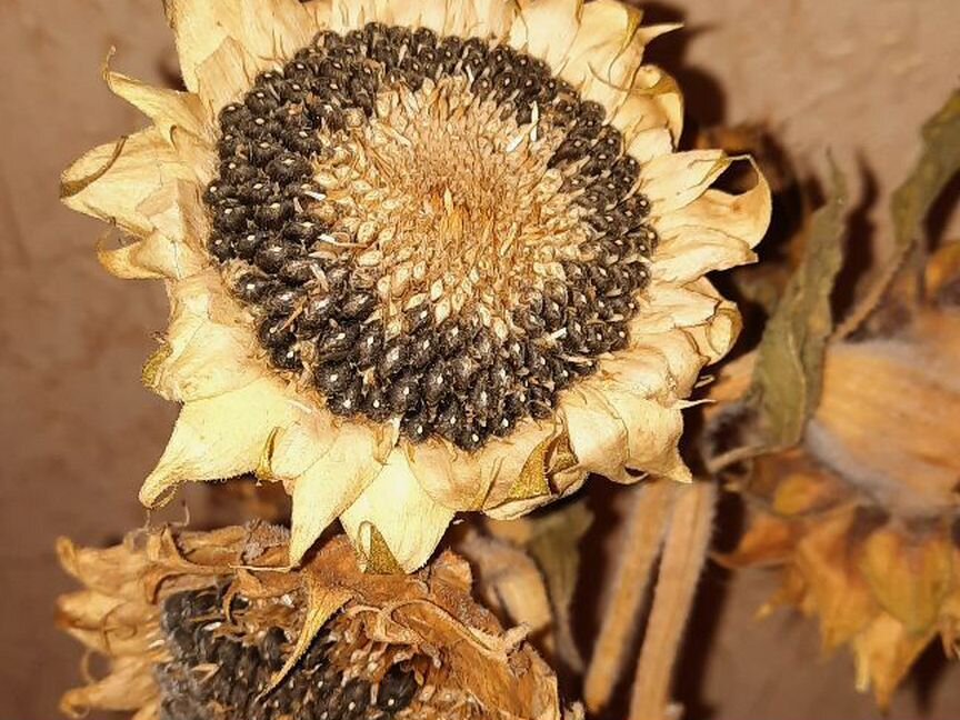 Подсолнухи-лакомство для птиц и грызунов