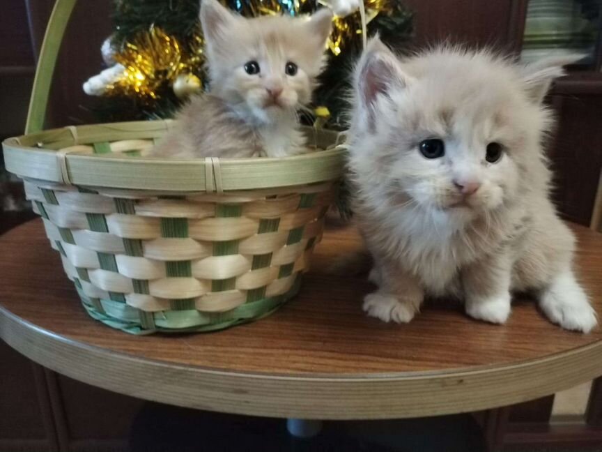 Котята мейн-кун