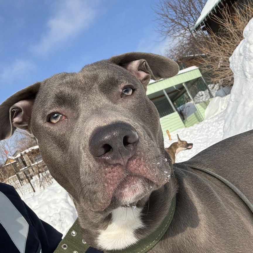 Стаффордширский терьер в добрые руки