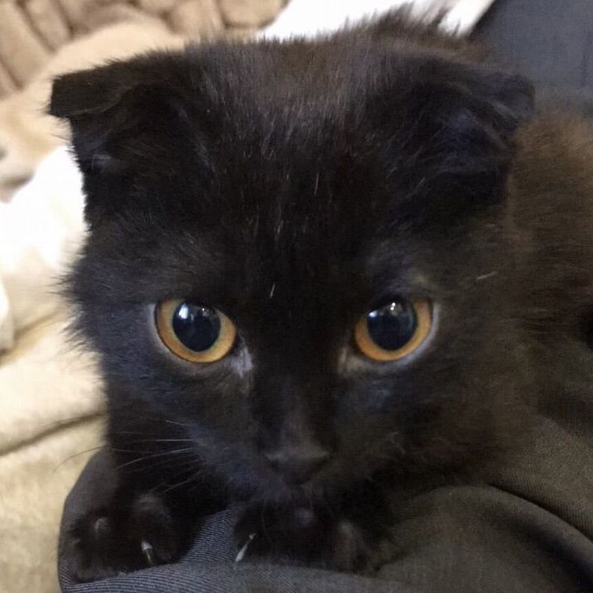 Вислоухий котик
