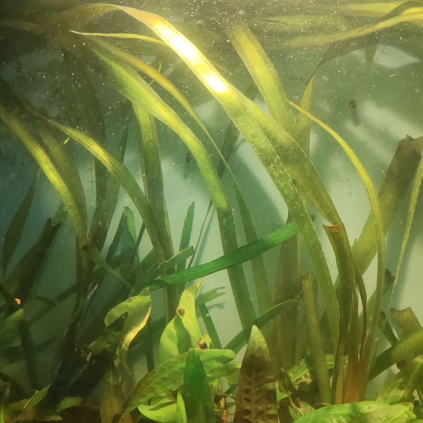 Аквариумное растение гигантская валлиснерия