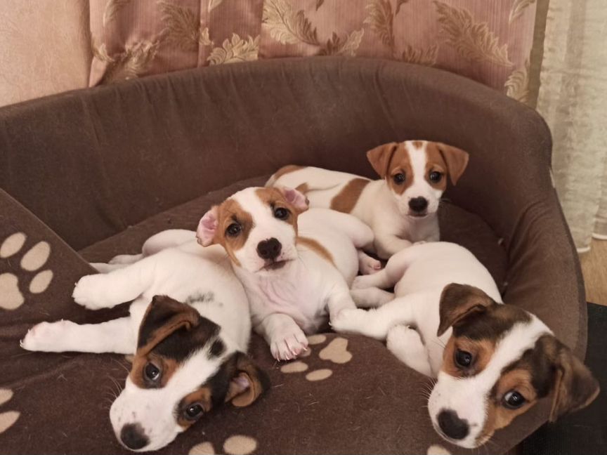 Джек Рассел терьер