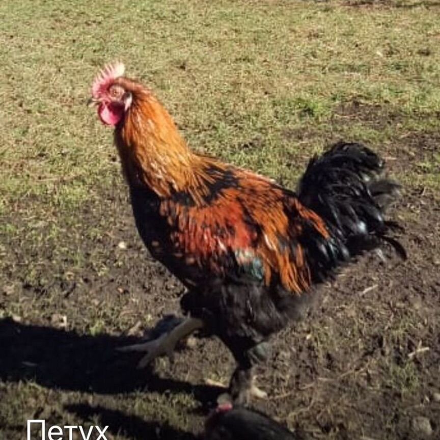 Молодой красивый петух