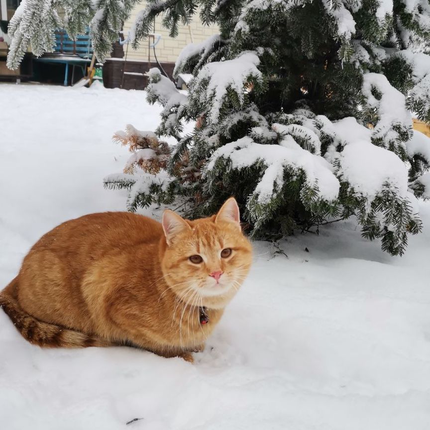 Рыжий кот