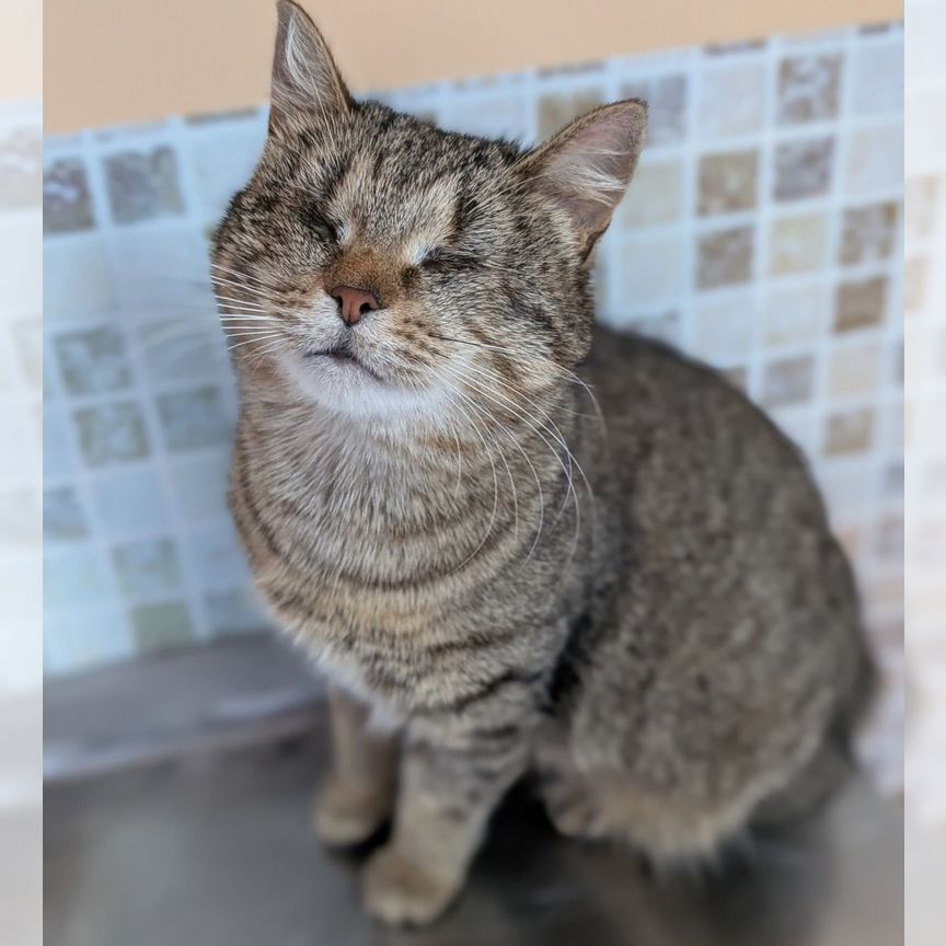 Взрослая, кошка в добрые руки