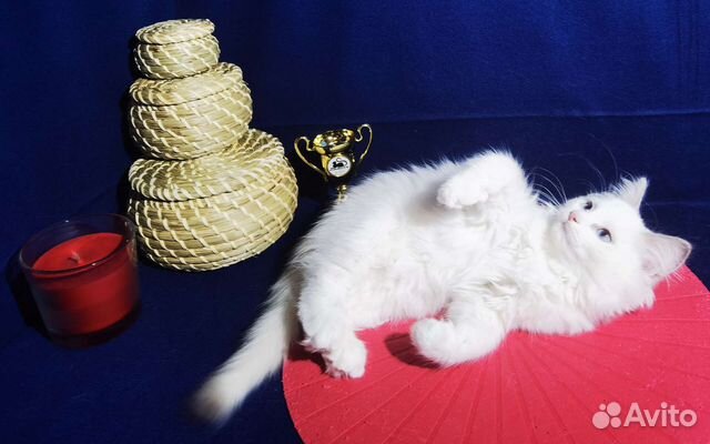Котята Рэгдолл
