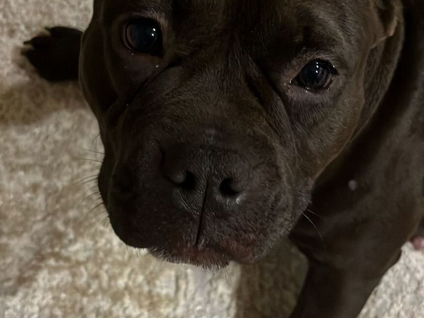 Американский булли покет девочка