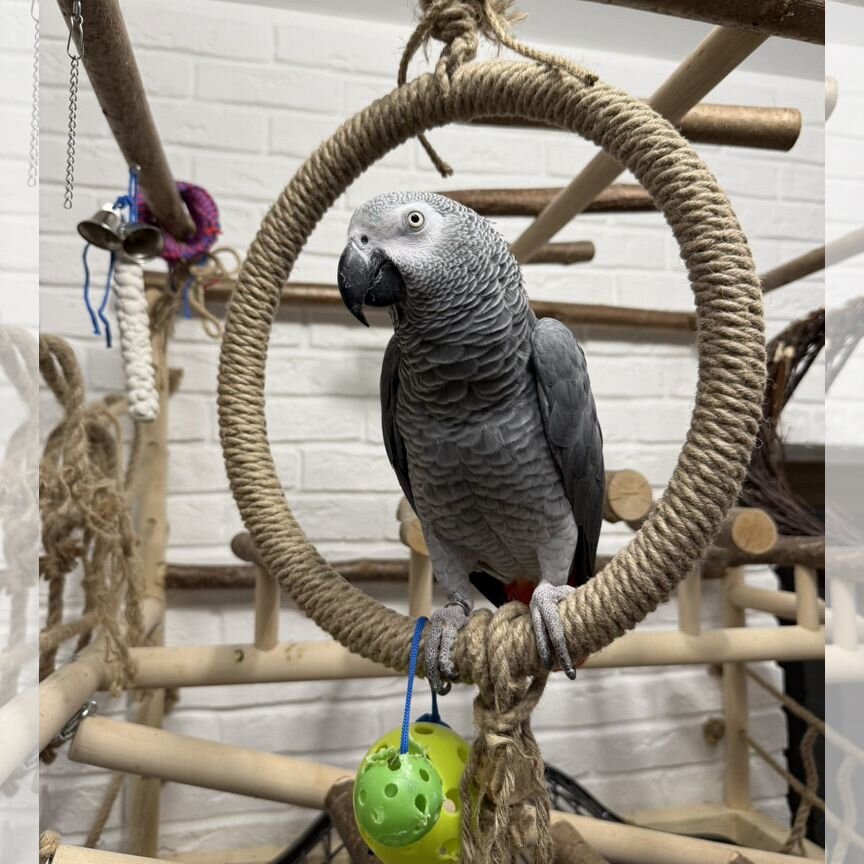 Корм для крупных попугаев