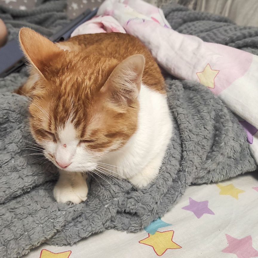 Взрослая кошка в добрые руки