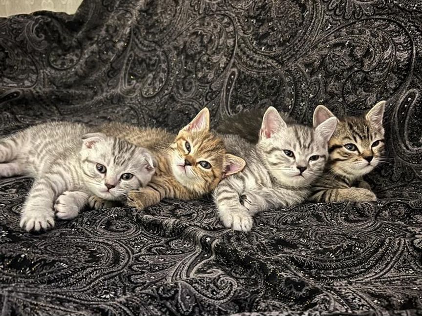 Шотландские котята