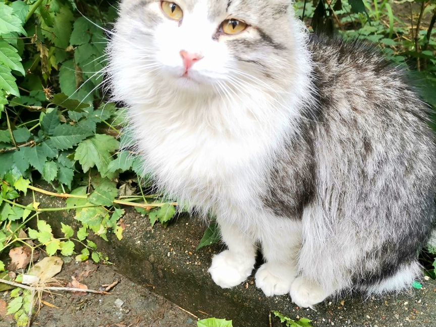 Котик ищет дом