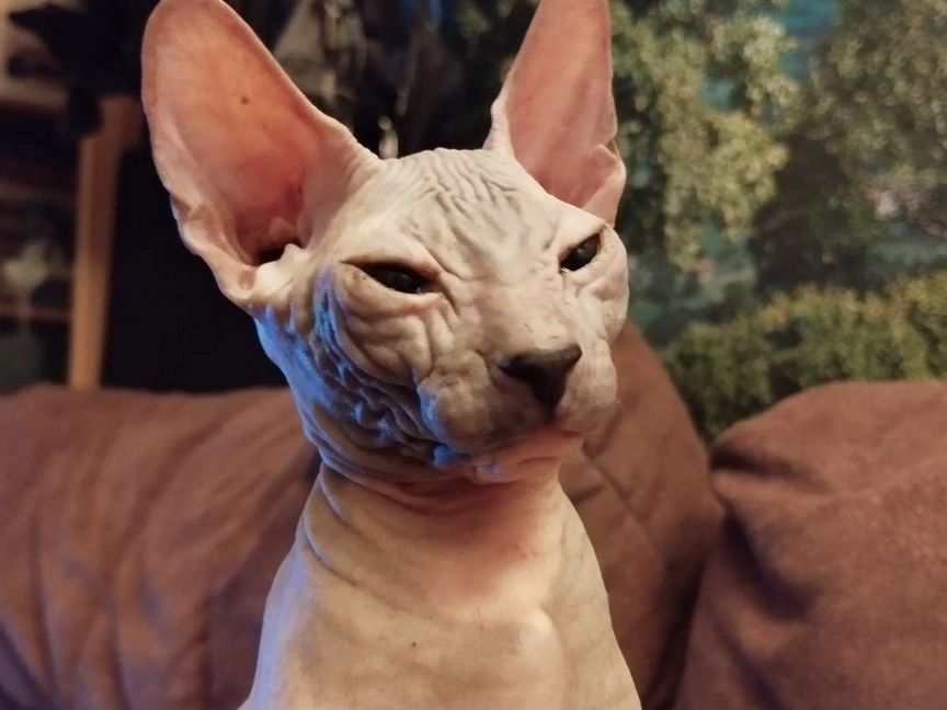 Донской сфинкс котëнок