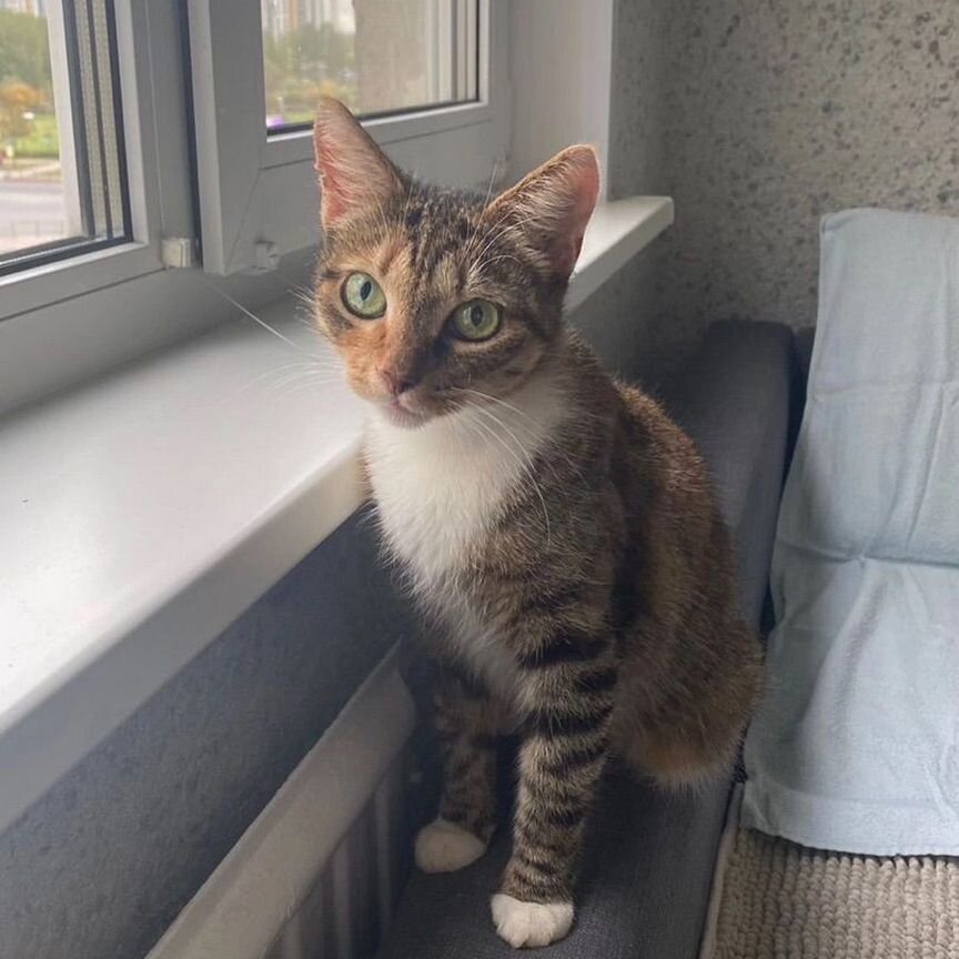 Кошки в добрые руки