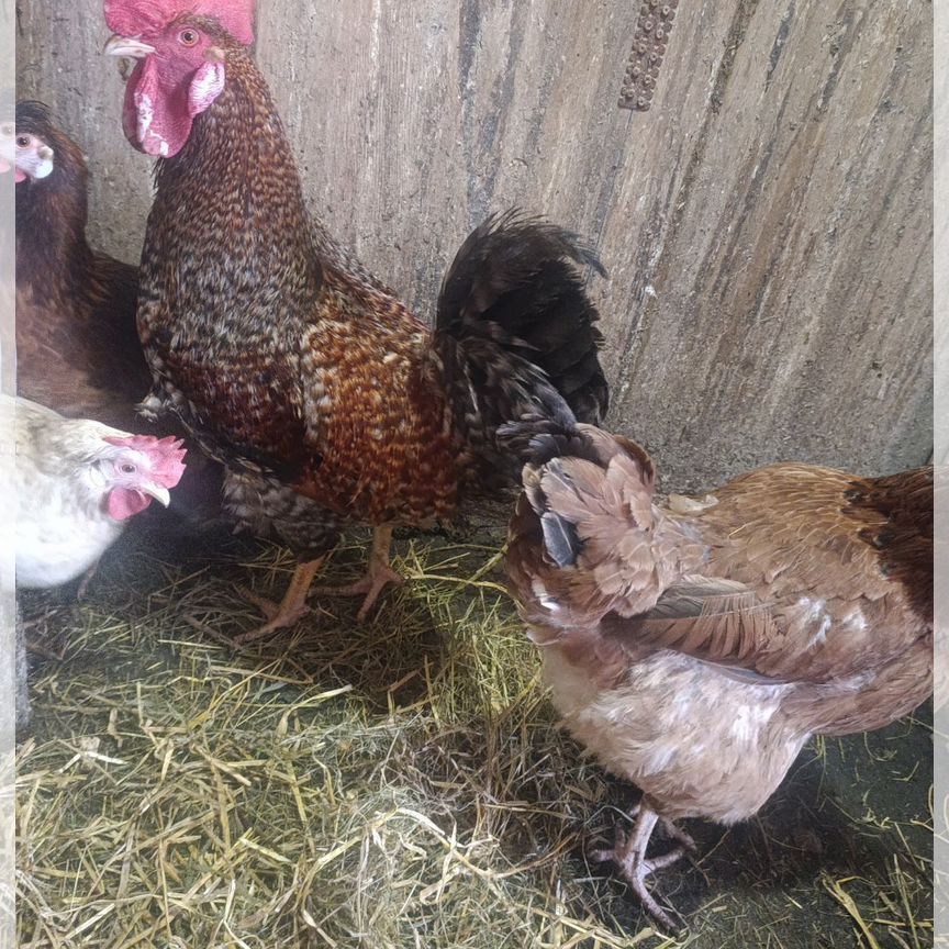 Петух молодой доминант зелёное яйцо