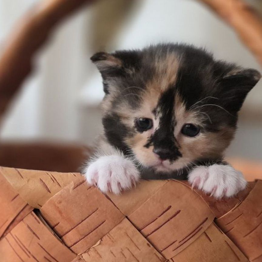 Анатолийский котёнок