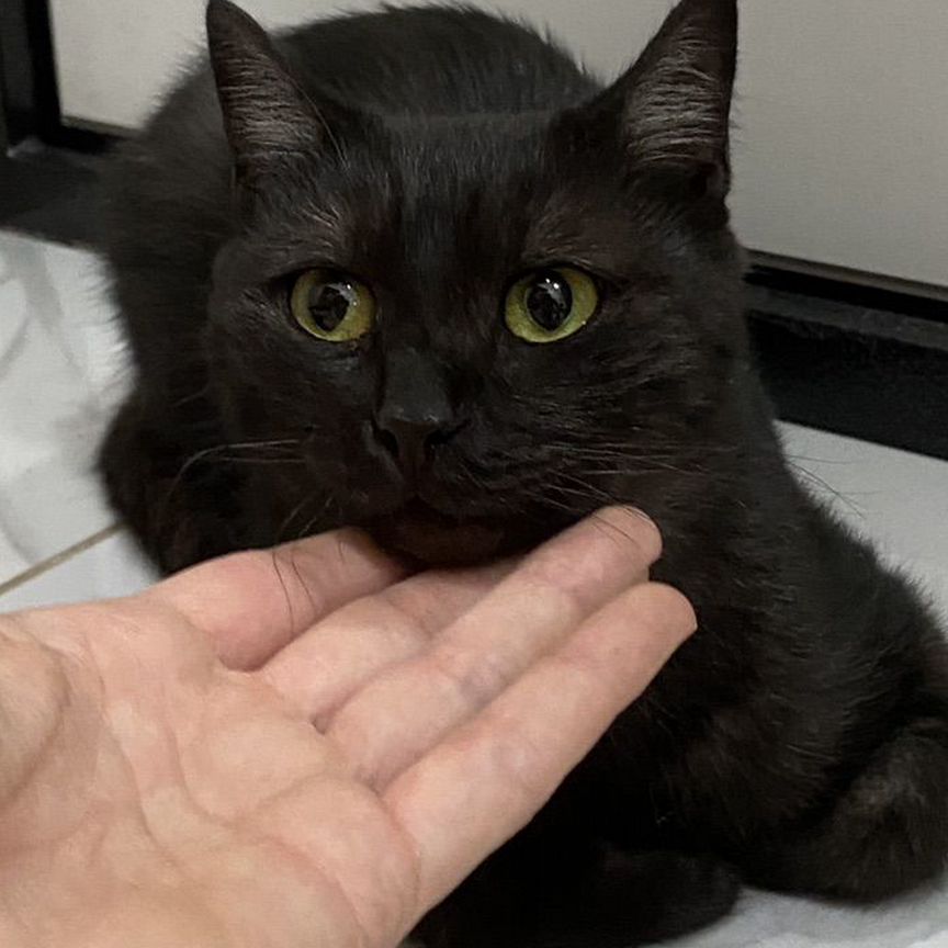 Кошка 1 год стерилизована