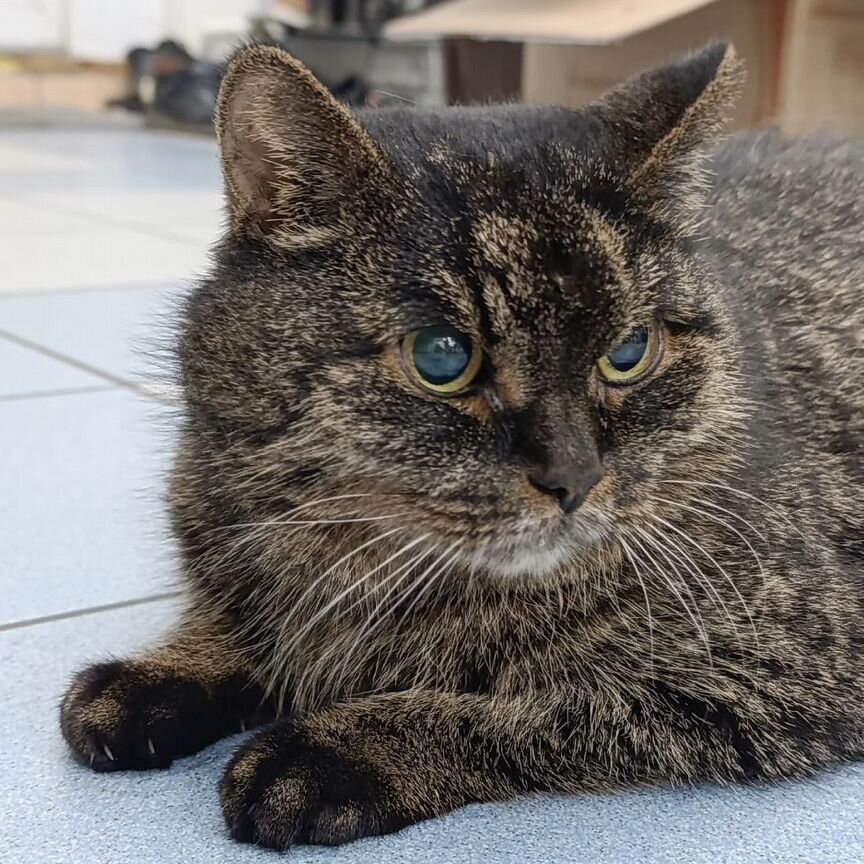 Взрослый кот из приюта